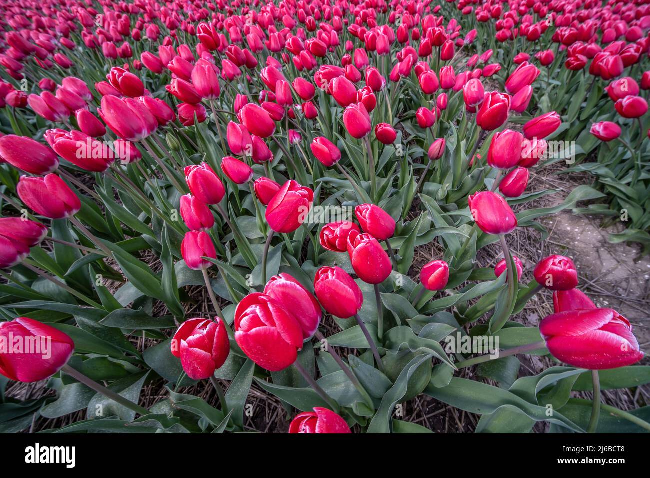 A tulip field near the Keukenhof in the Netherlands. The sunset creates ...