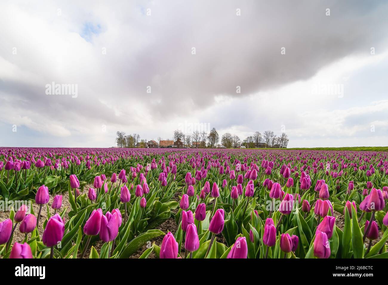 A tulip field near the Keukenhof in the Netherlands. The sunset creates ...