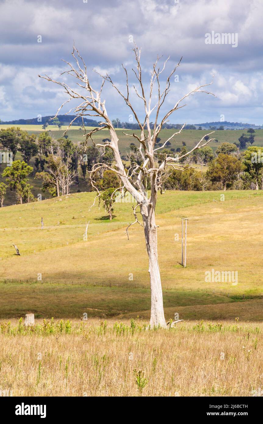 Tree countryside nsw australia hi-res stock photography and images - Alamy