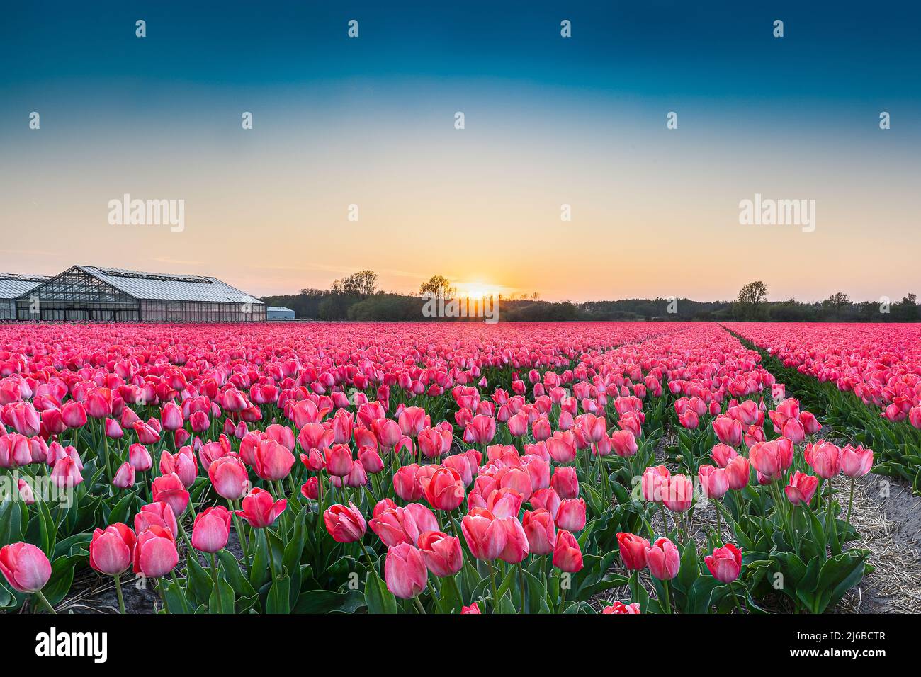 A tulip field near the Keukenhof in the Netherlands. The sunset creates ...
