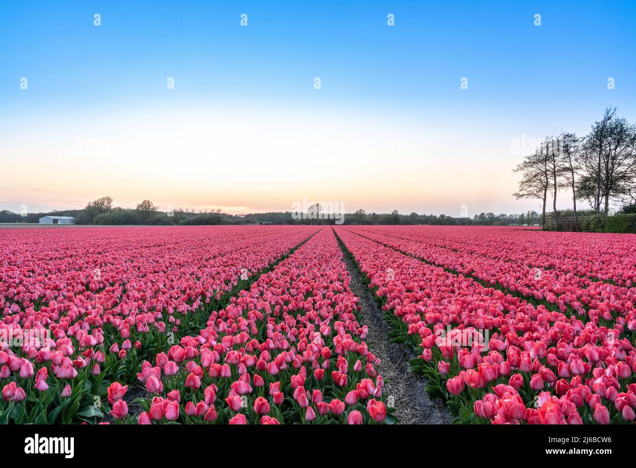 A tulip field near the Keukenhof in the Netherlands. The sunset creates ...