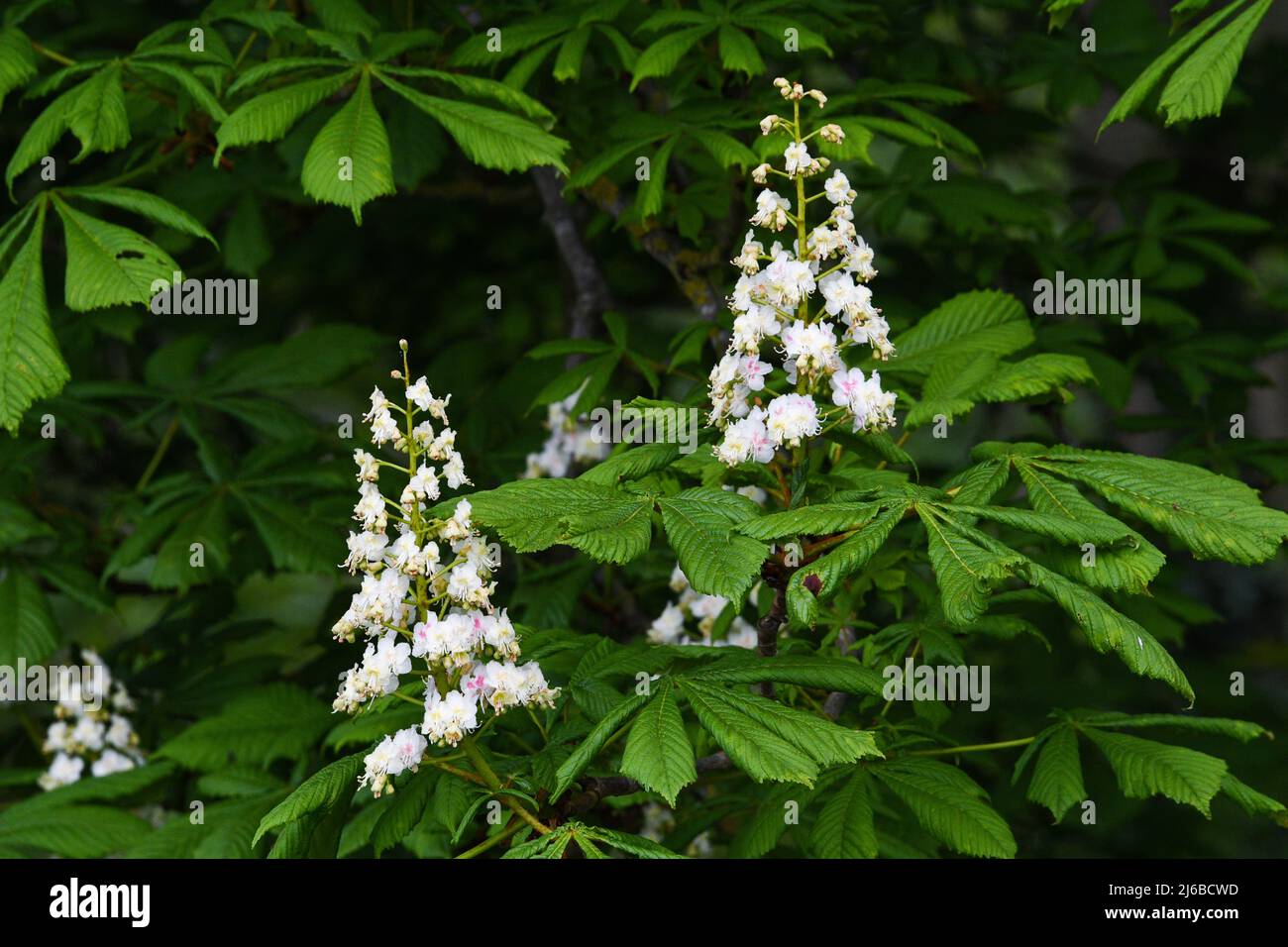 Conker tree flowers hi-res stock photography and images - Alamy
