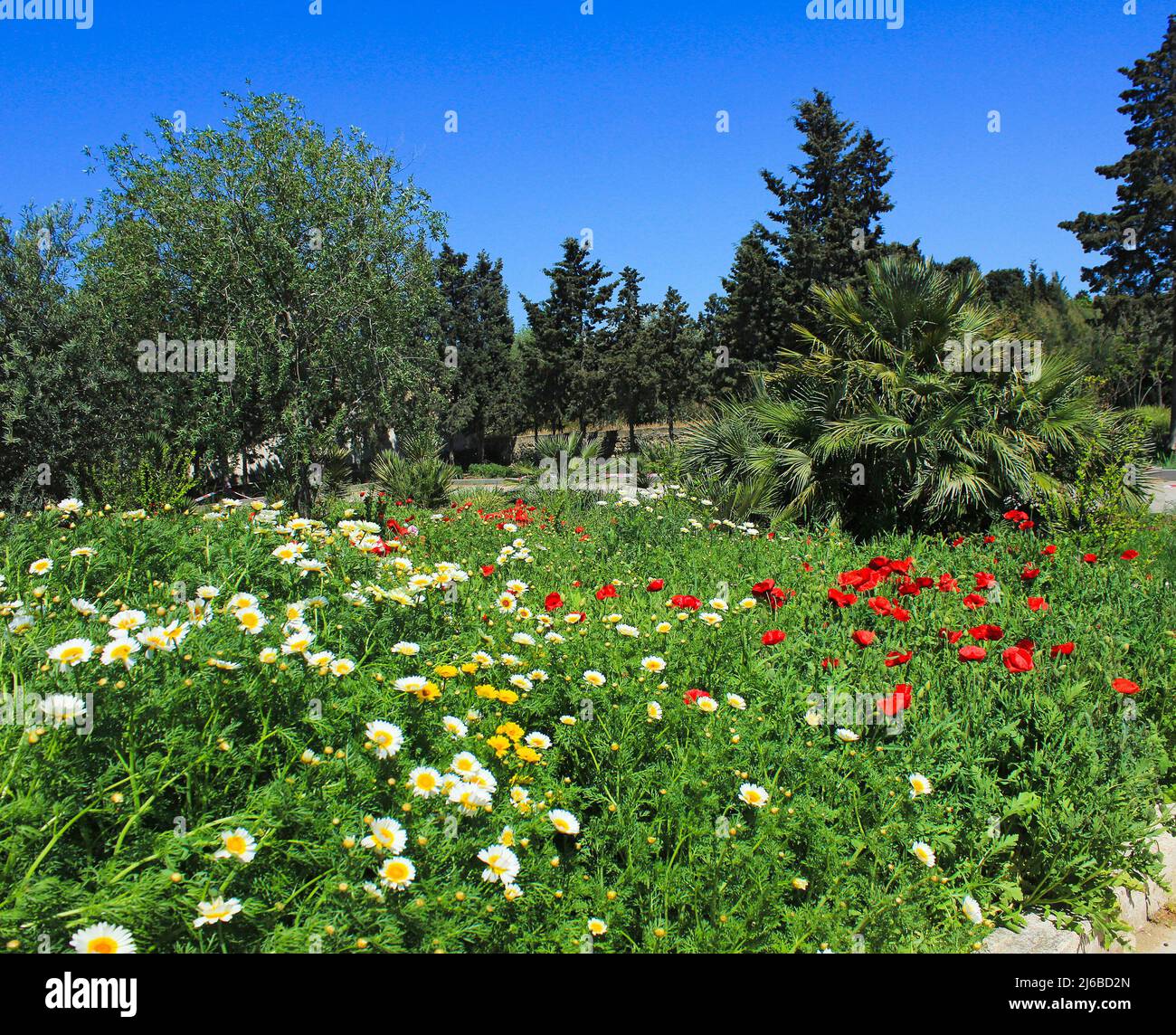 Beautiful flowers in the botanical garden. Baku. Azerbaijan Stock Photo ...