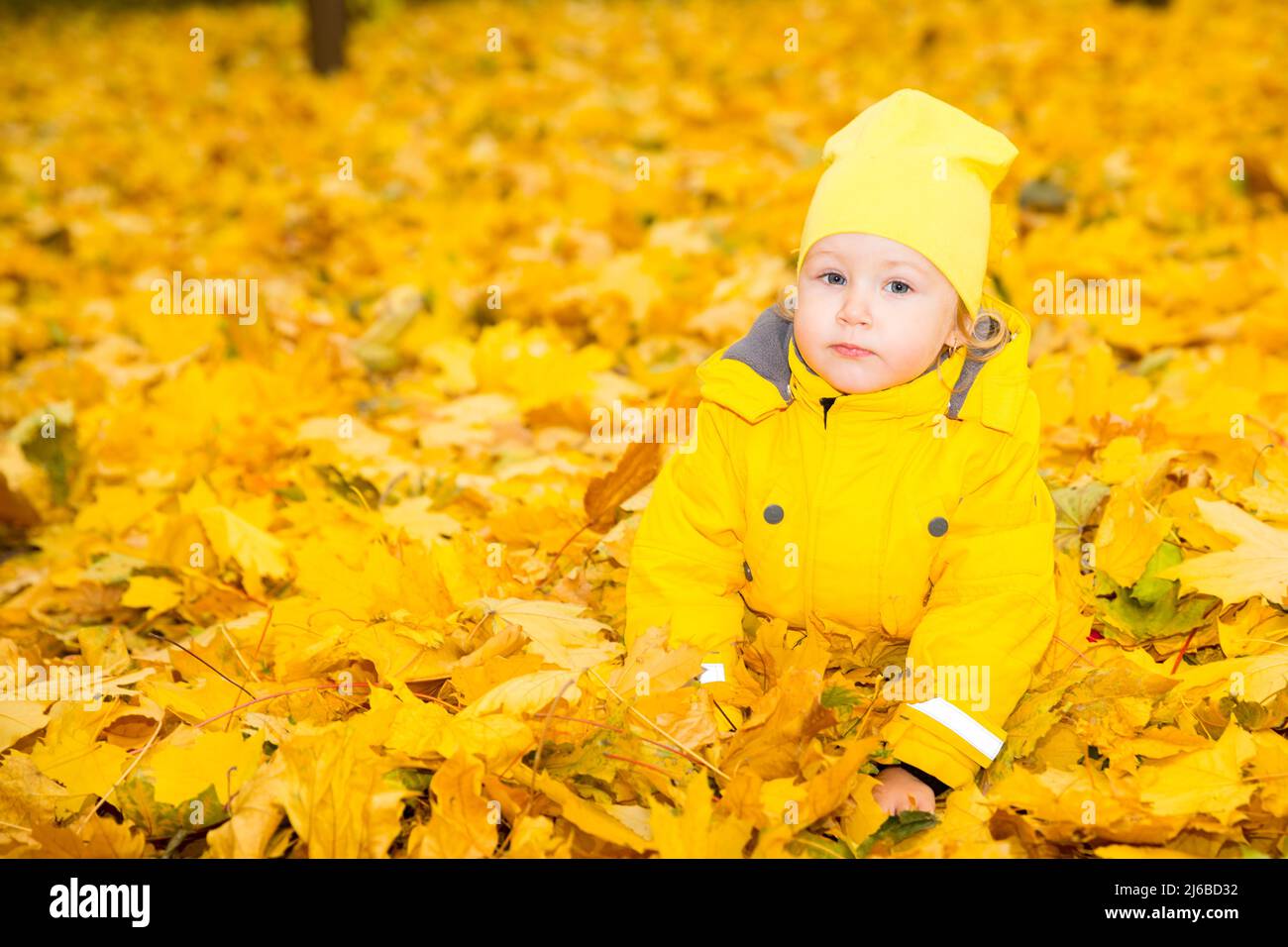 Happy adorable child girl with leaves in autumn park. Fall.The concept ...
