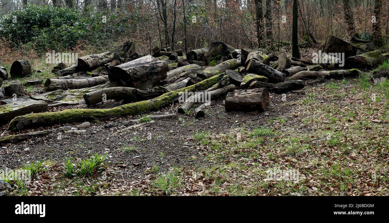 An old pile of sawn logs and tree trunks in a forest location Stock ...