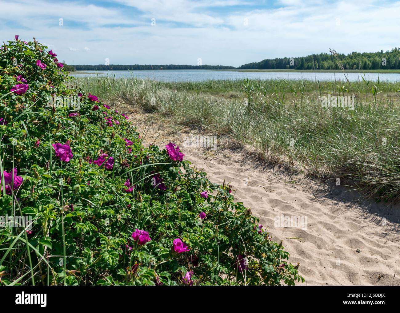 beautiful summer day with the flowering shore of Saaremaa, sandy ...