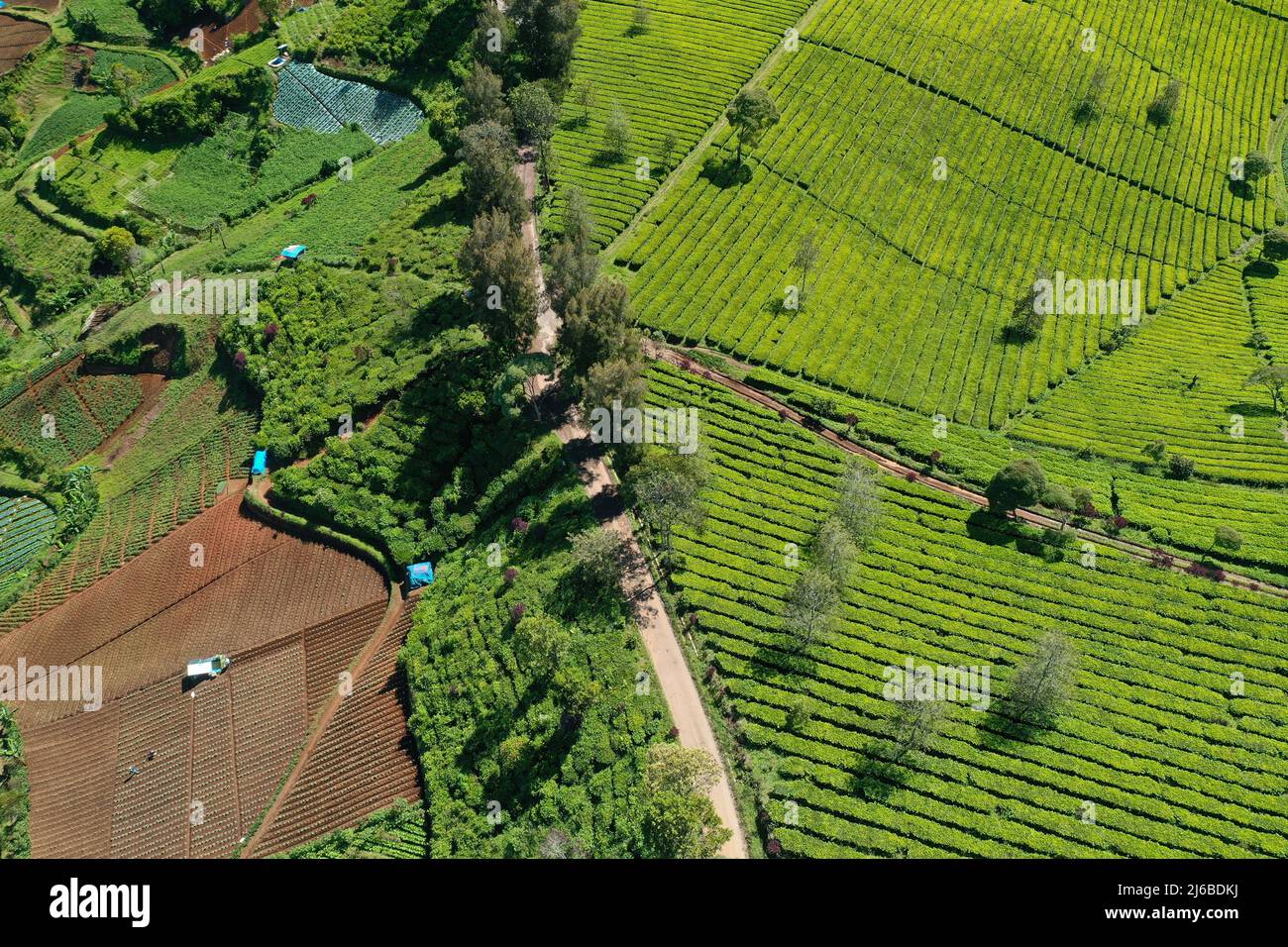 Aerial view of tropical tea plantation at West Java, Indonesia Stock ...