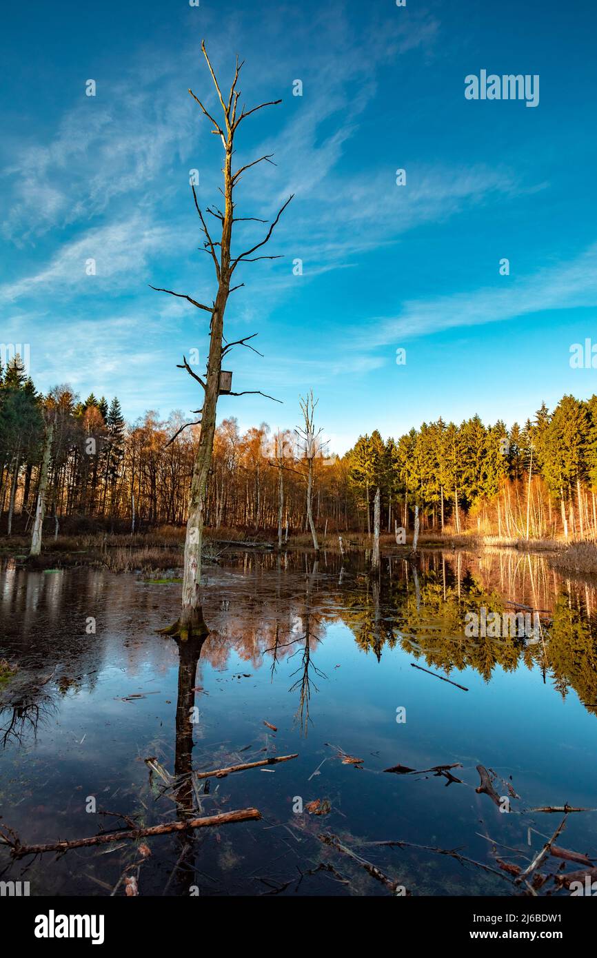 Scandinavian Forest in Denmark with a tall dead pine tree in the middle ...