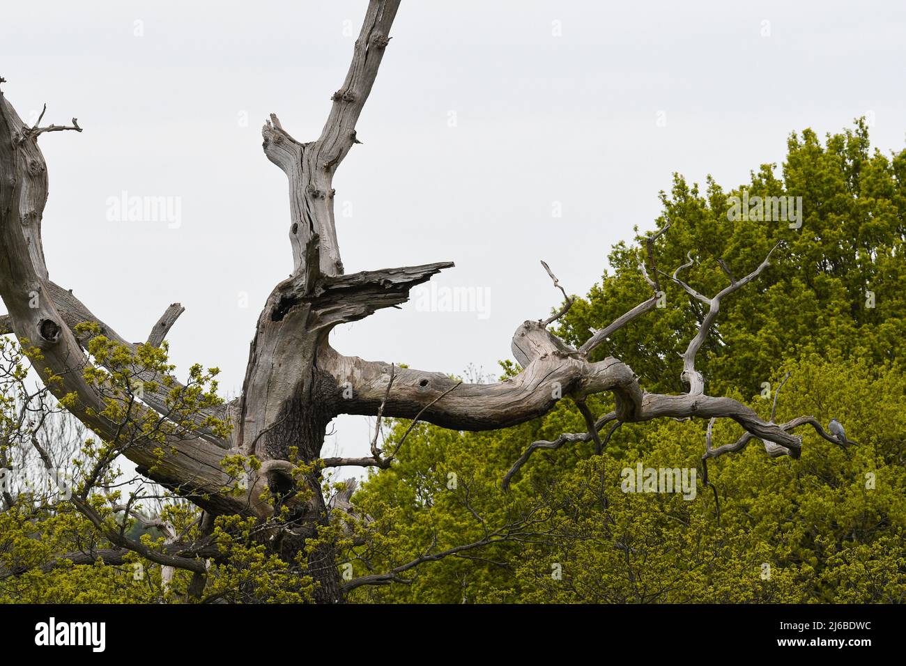a tree that is dead at the top Stock Photo - Alamy