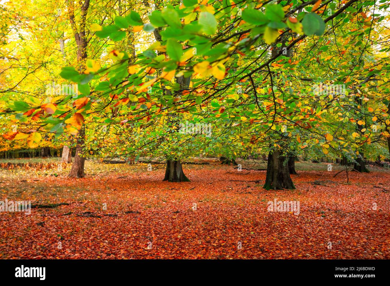 Fall or Autumn day with rusty, sharp, vivid and rich color leafs in the ...