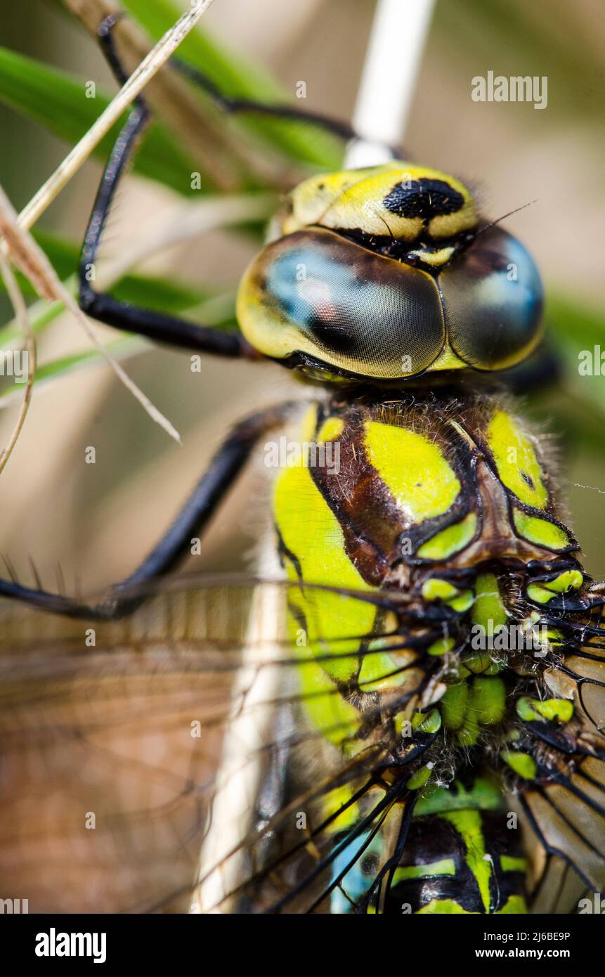 The southern hawker or blue hawker (Aeshna cyanea) is a species of ...