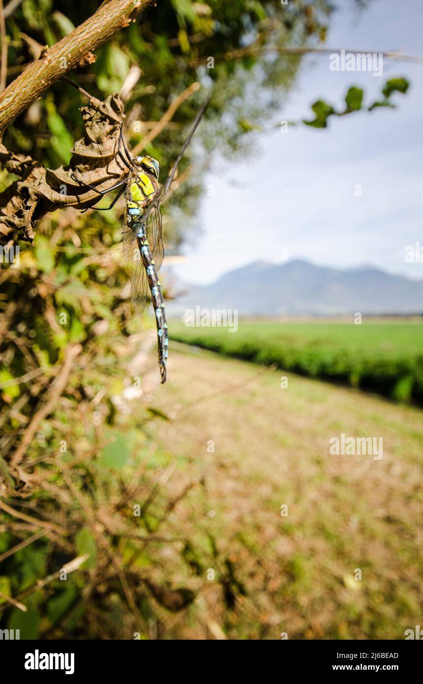 The southern hawker or blue hawker (Aeshna cyanea) is a species of ...
