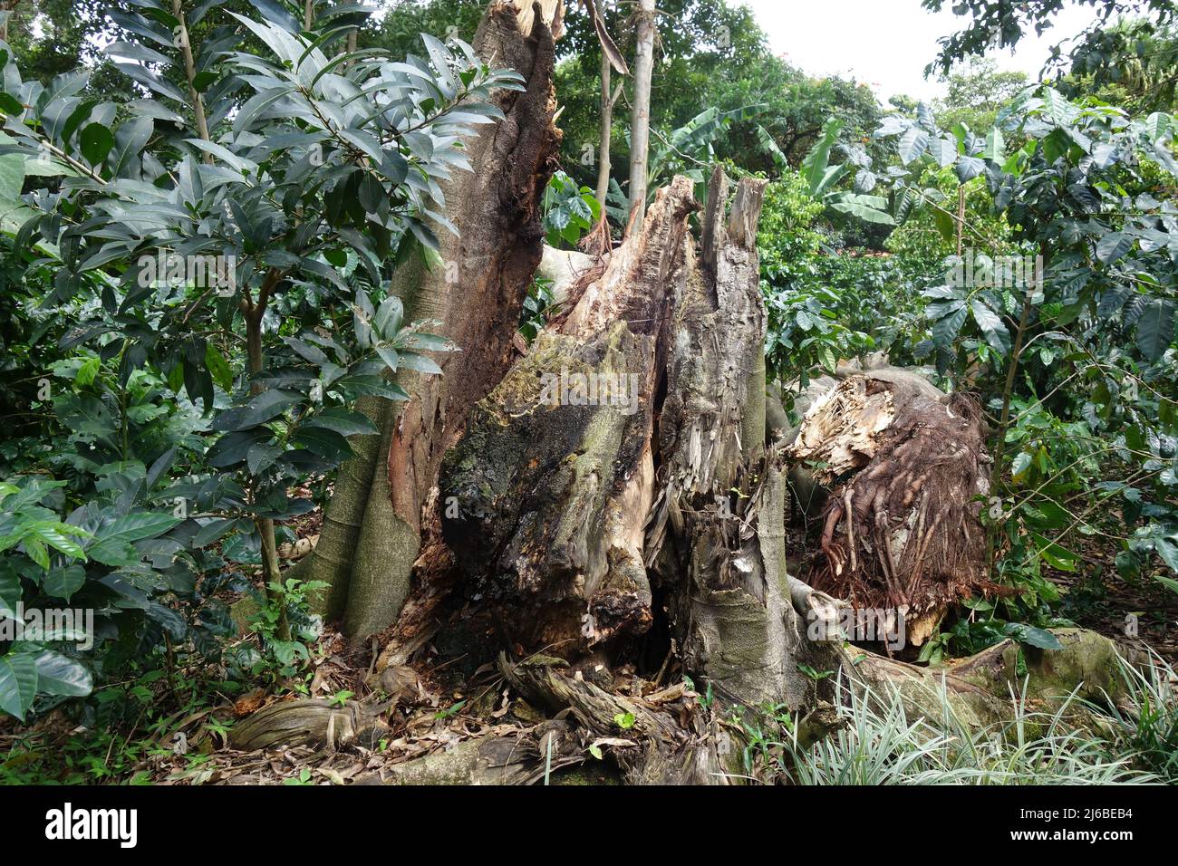 An old tree stump in the rainforest Stock Photo - Alamy