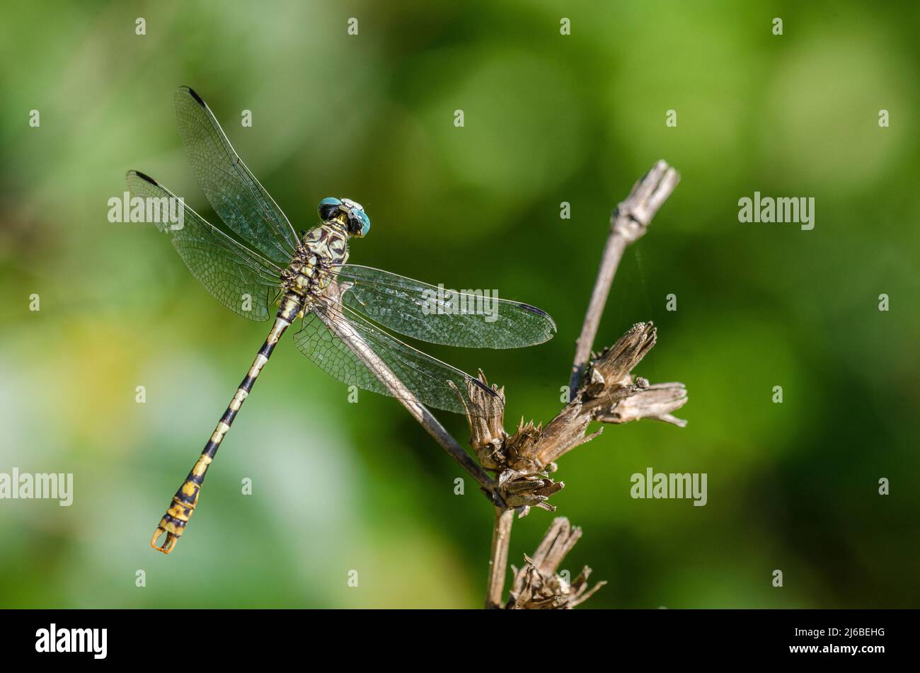 Onychogomphus forcipatus unguiculatus, subspecies unguiculatus of the ...