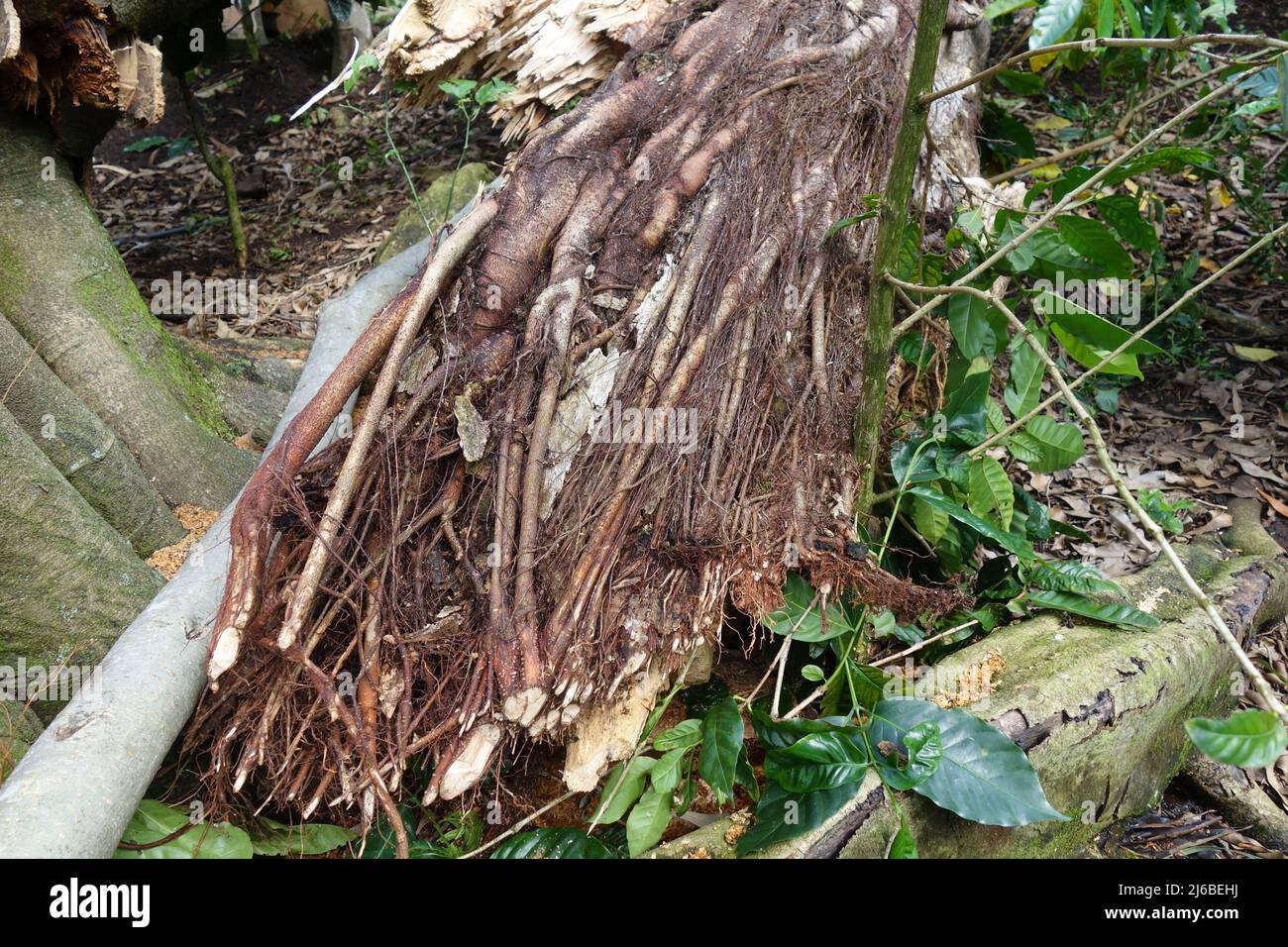An old tree root in the rainforest Stock Photo - Alamy
