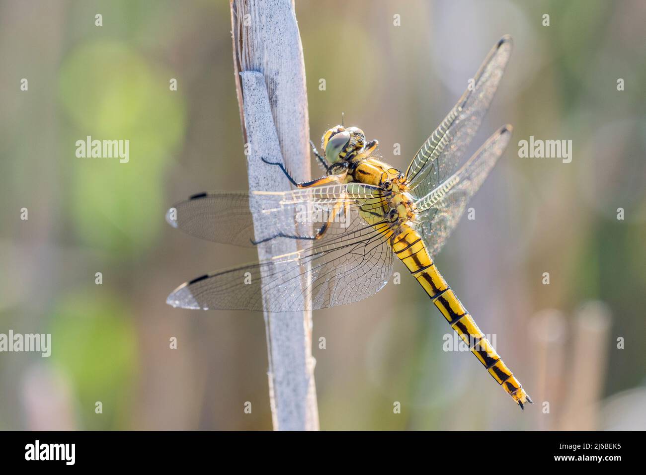 The black-tailed skimmer (Orthetrum cancellatum) is a dragonfly ...