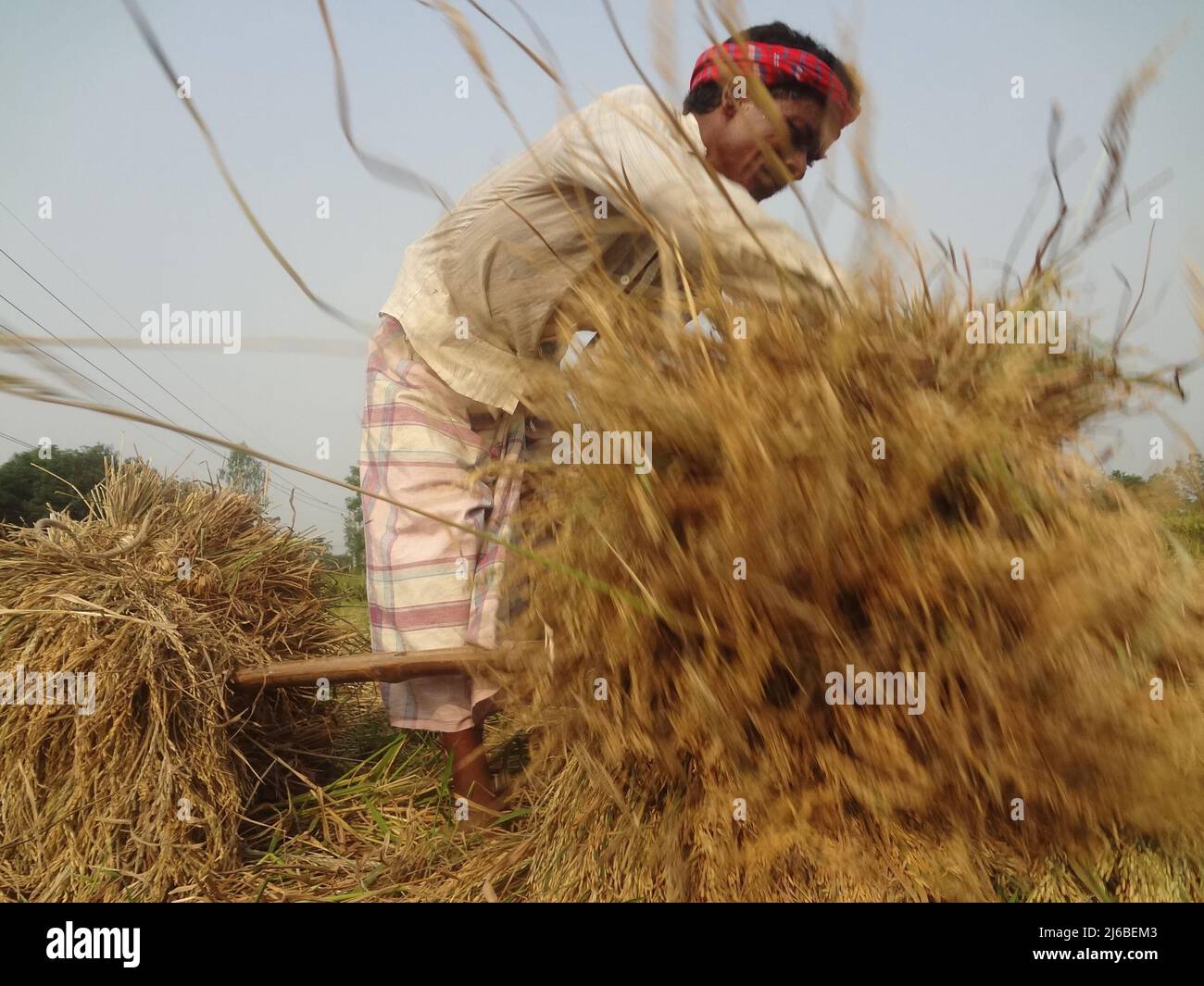 April 30, 2022, Dhaka, Bangladesh: Labor arranges paddy in a field ...