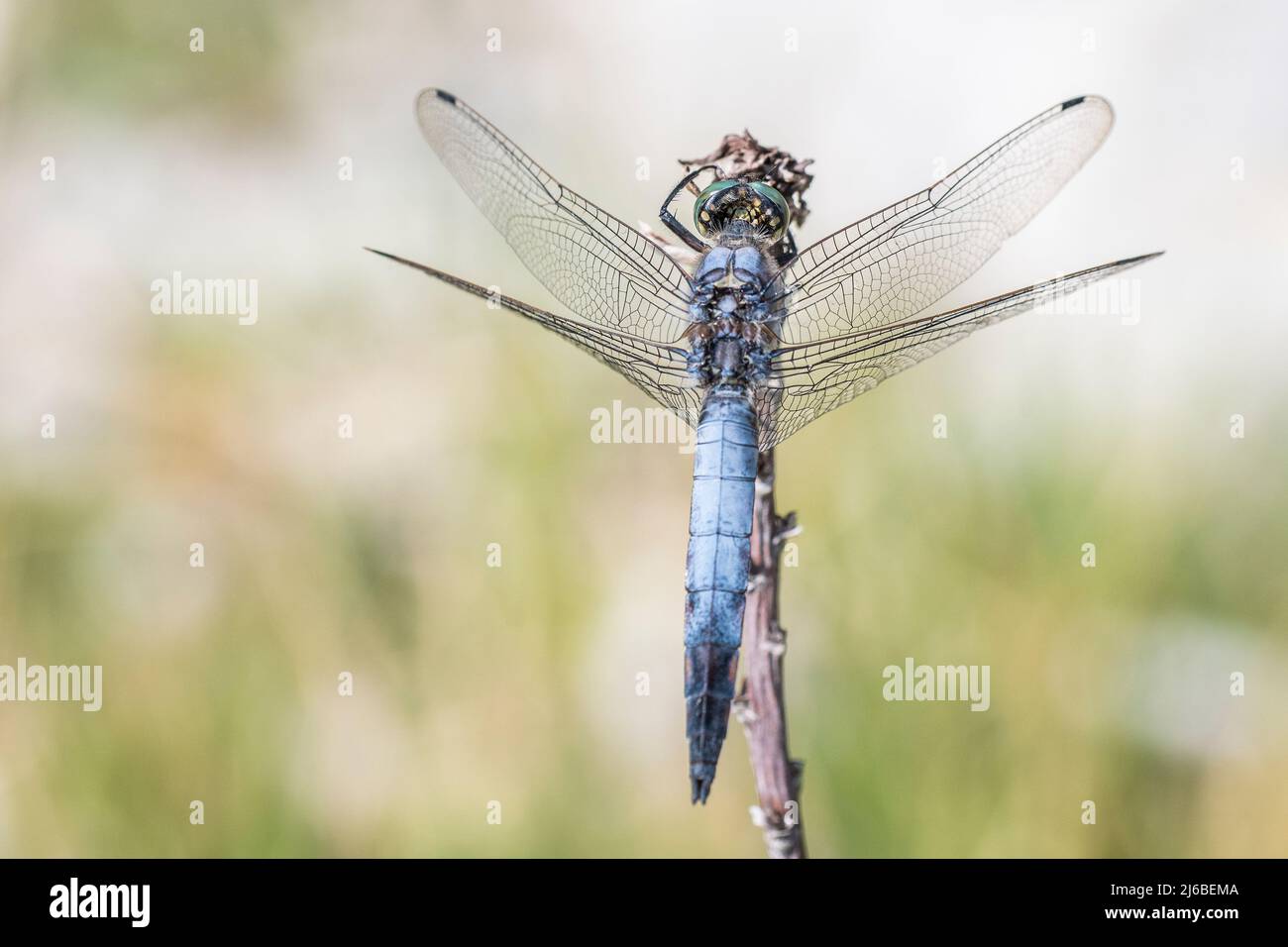 The black-tailed skimmer (Orthetrum cancellatum) is a dragonfly ...