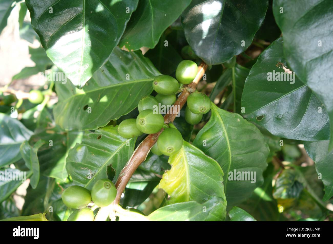 Bush beans plant hi-res stock photography and images - Alamy