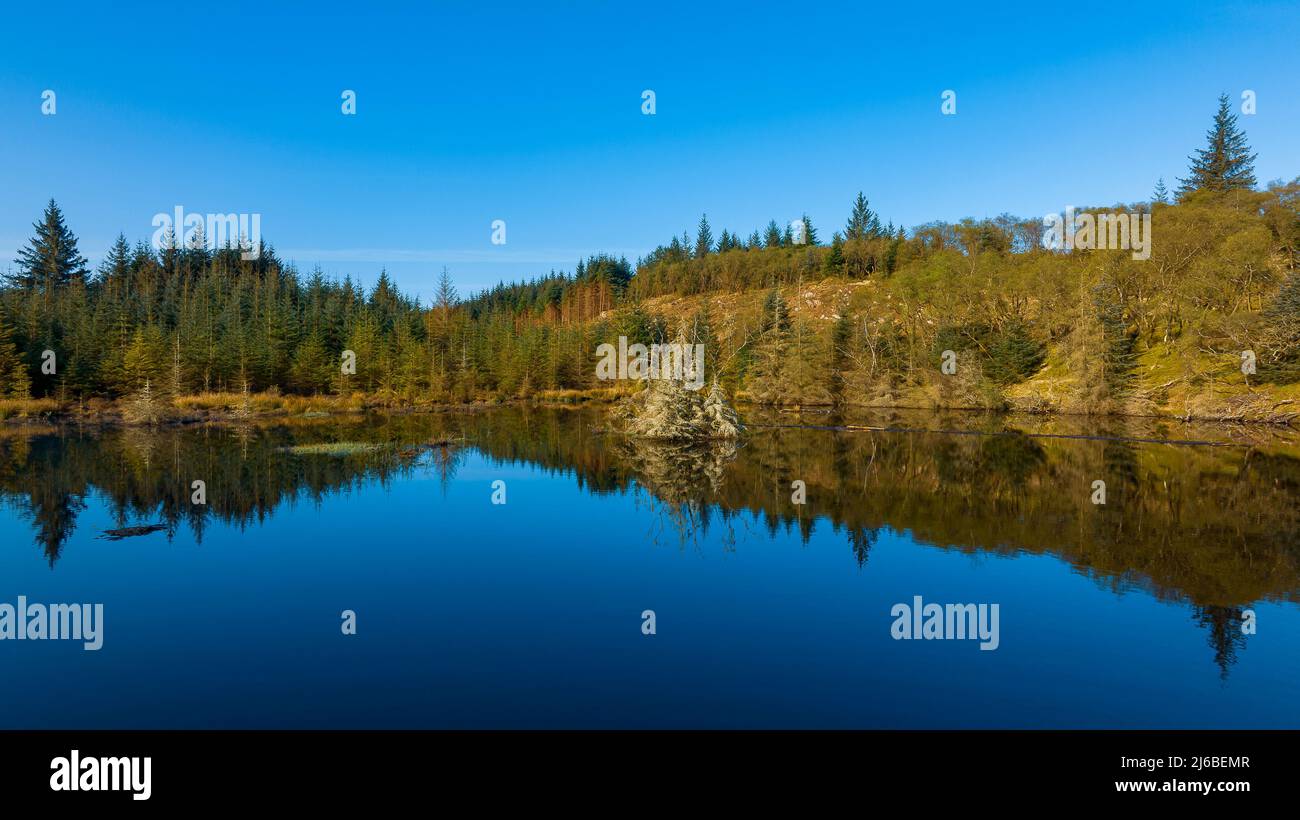 lake in the early morning, water like a mirror, trees, blue sky ...