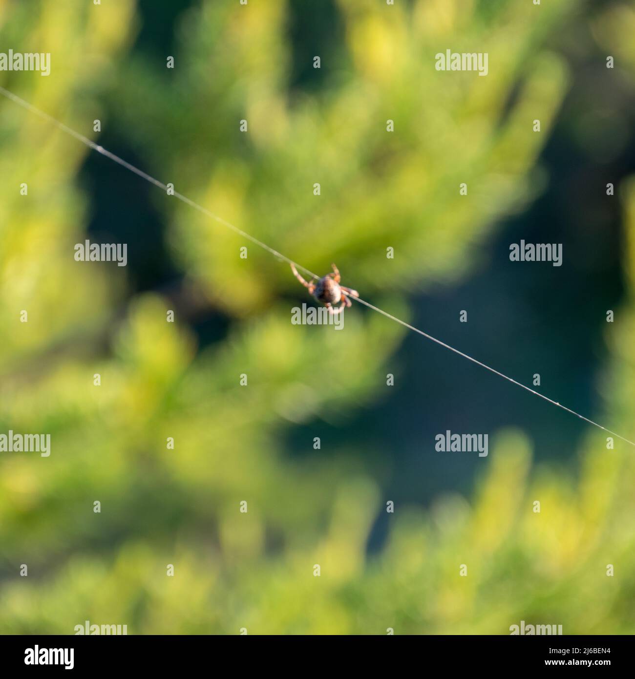 photography with a spider on a blue sky background Stock Photo - Alamy
