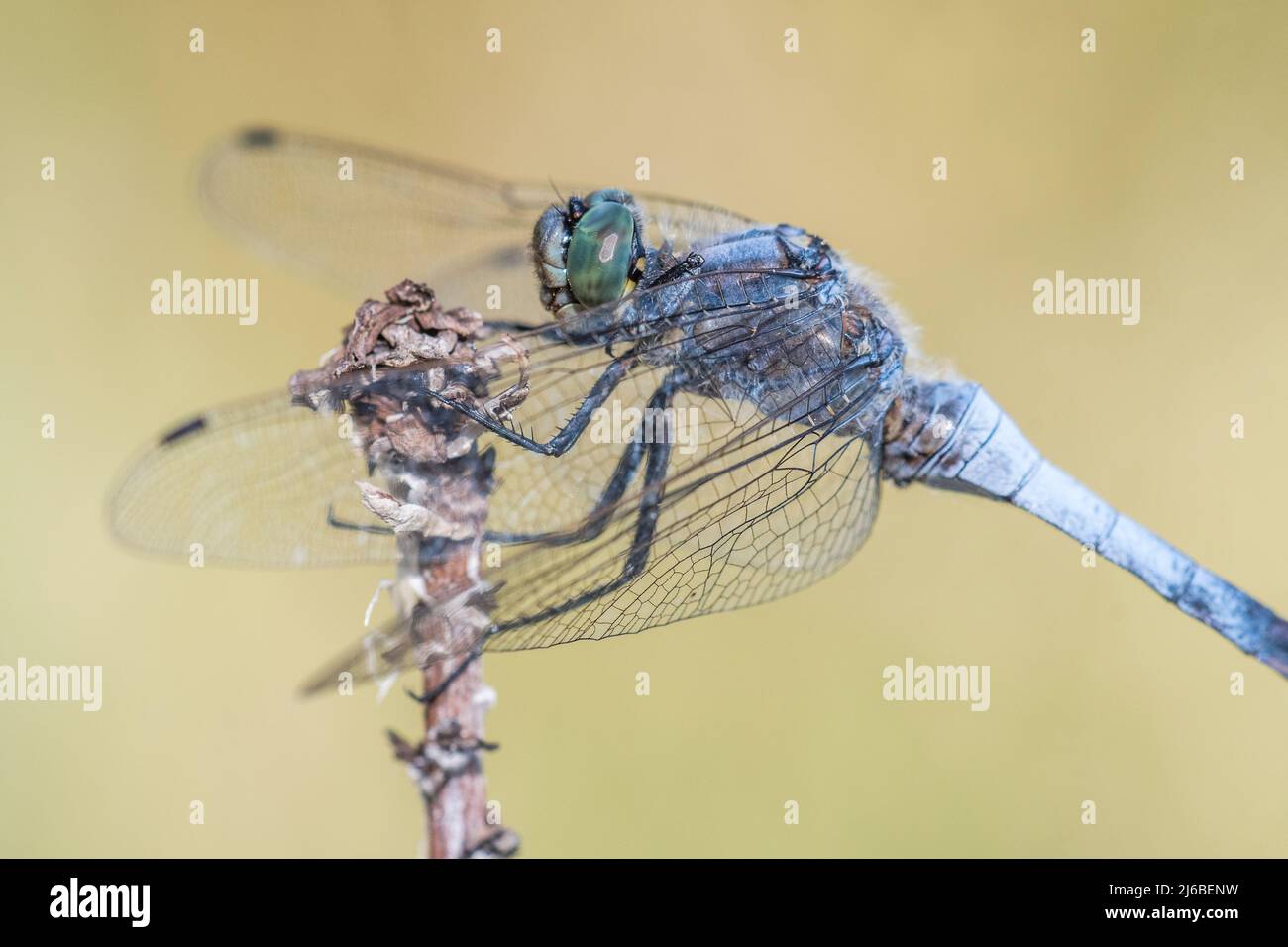 The black-tailed skimmer (Orthetrum cancellatum) is a dragonfly ...
