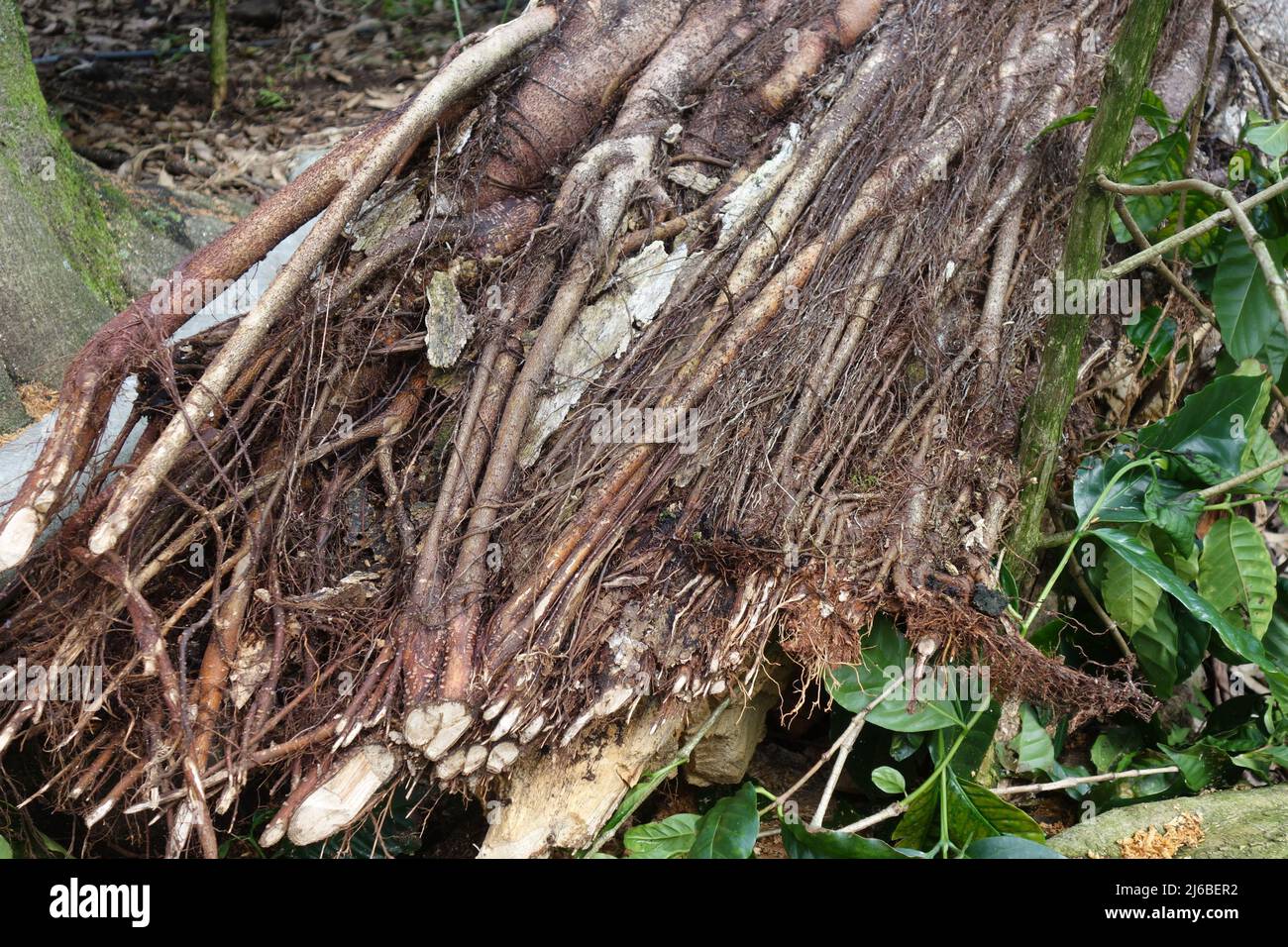 An old tree root in the rainforest Stock Photo - Alamy