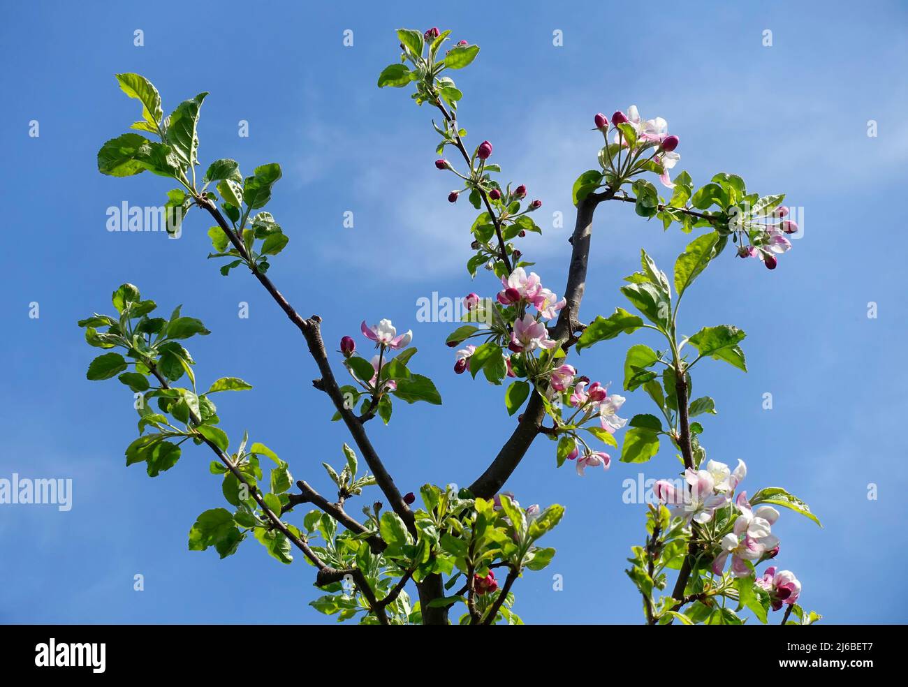 Apple Tree Carnival, Malus Karneval Stock Photo - Alamy