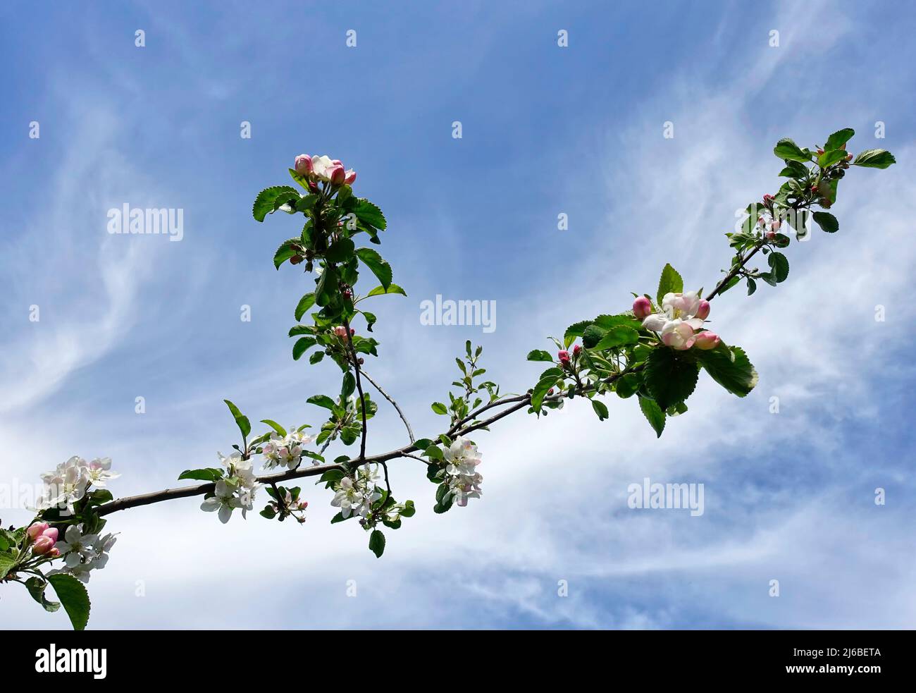 Flowering purple apple tree variety hi-res stock photography and images ...