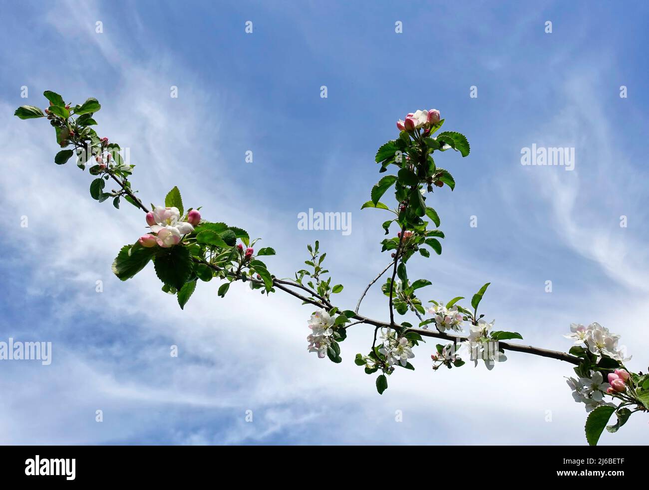 Flowering purple apple tree variety hi-res stock photography and images ...