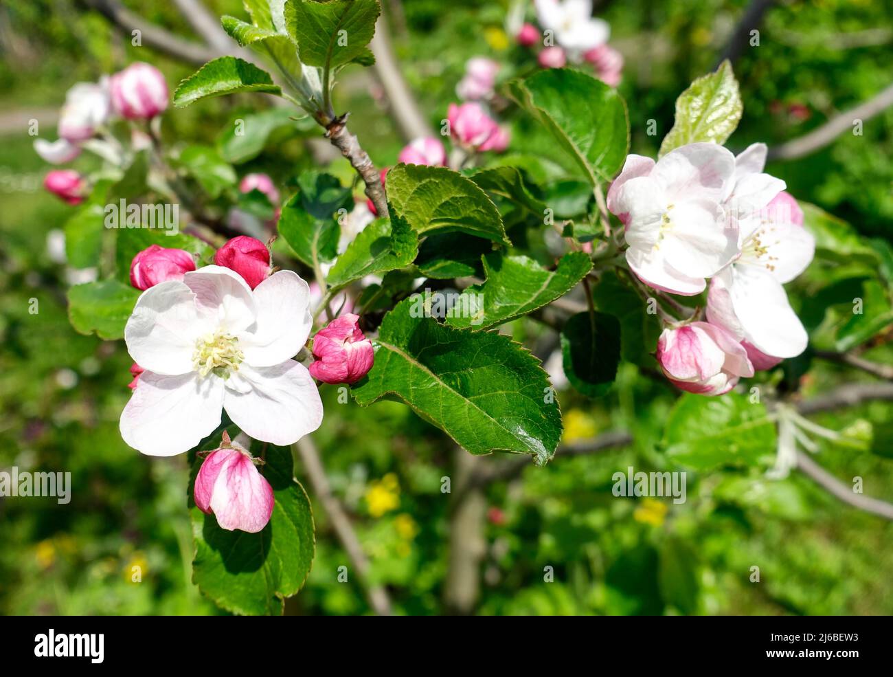 Flowering purple apple tree variety hi-res stock photography and images ...