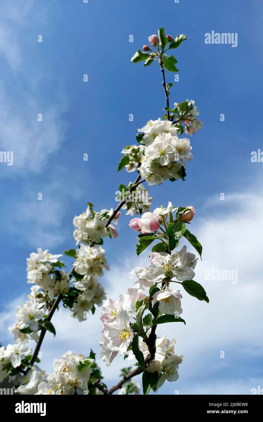 Flowering purple apple tree variety hi-res stock photography and images ...