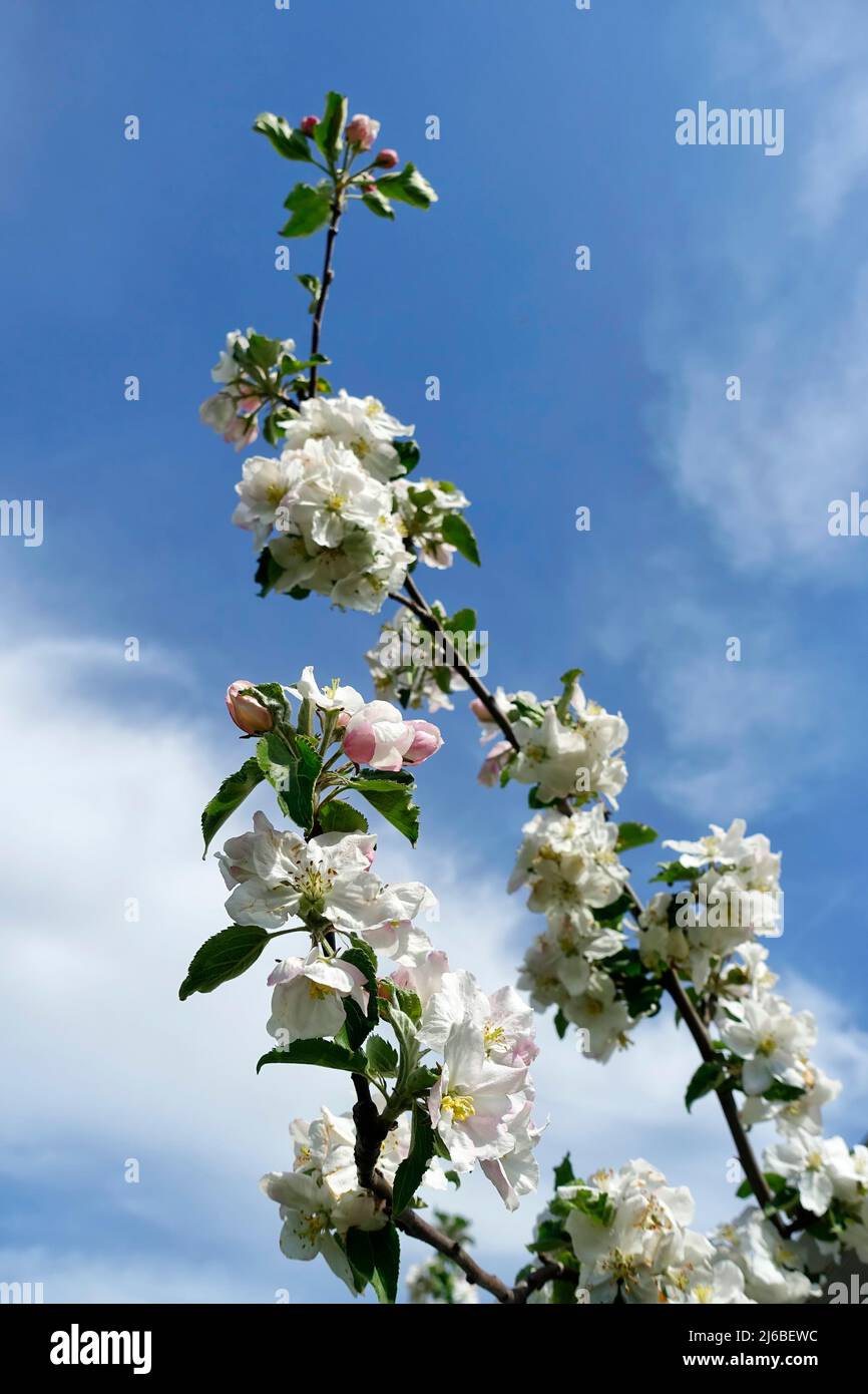 Apple Tree Carnival, Malus Karneval Stock Photo - Alamy