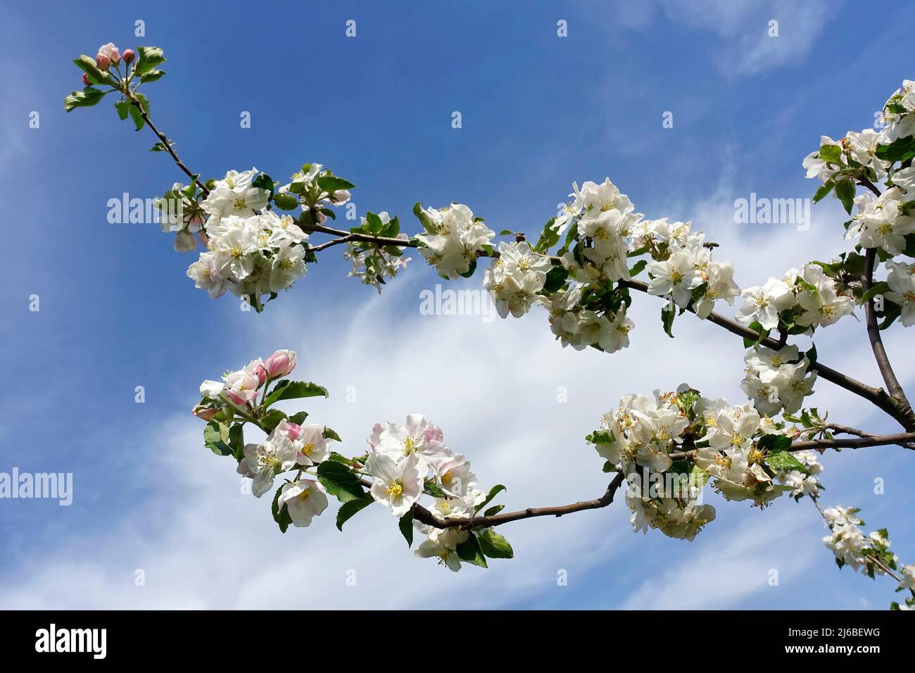 Apple Tree Carnival, Malus Karneval Stock Photo - Alamy