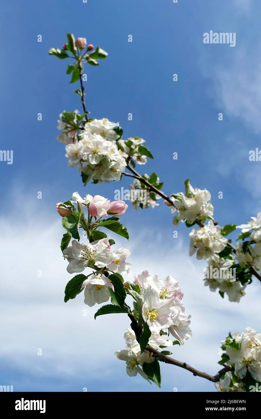 Flowering purple apple tree variety hi-res stock photography and images ...