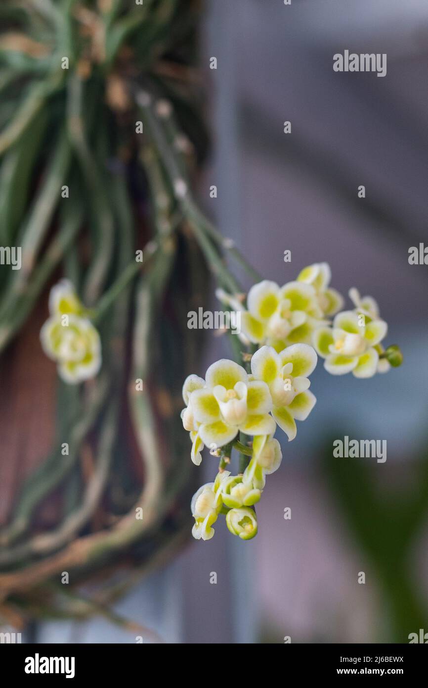 Species or orchids hi-res stock photography and images - Alamy