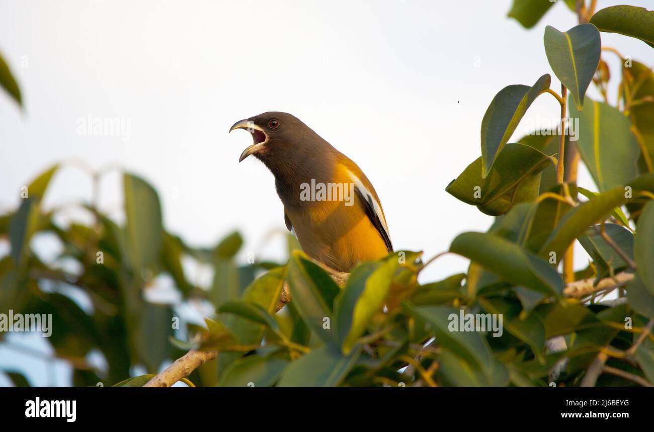 Indian Rufous Treepie Perched Stock Photo - Alamy