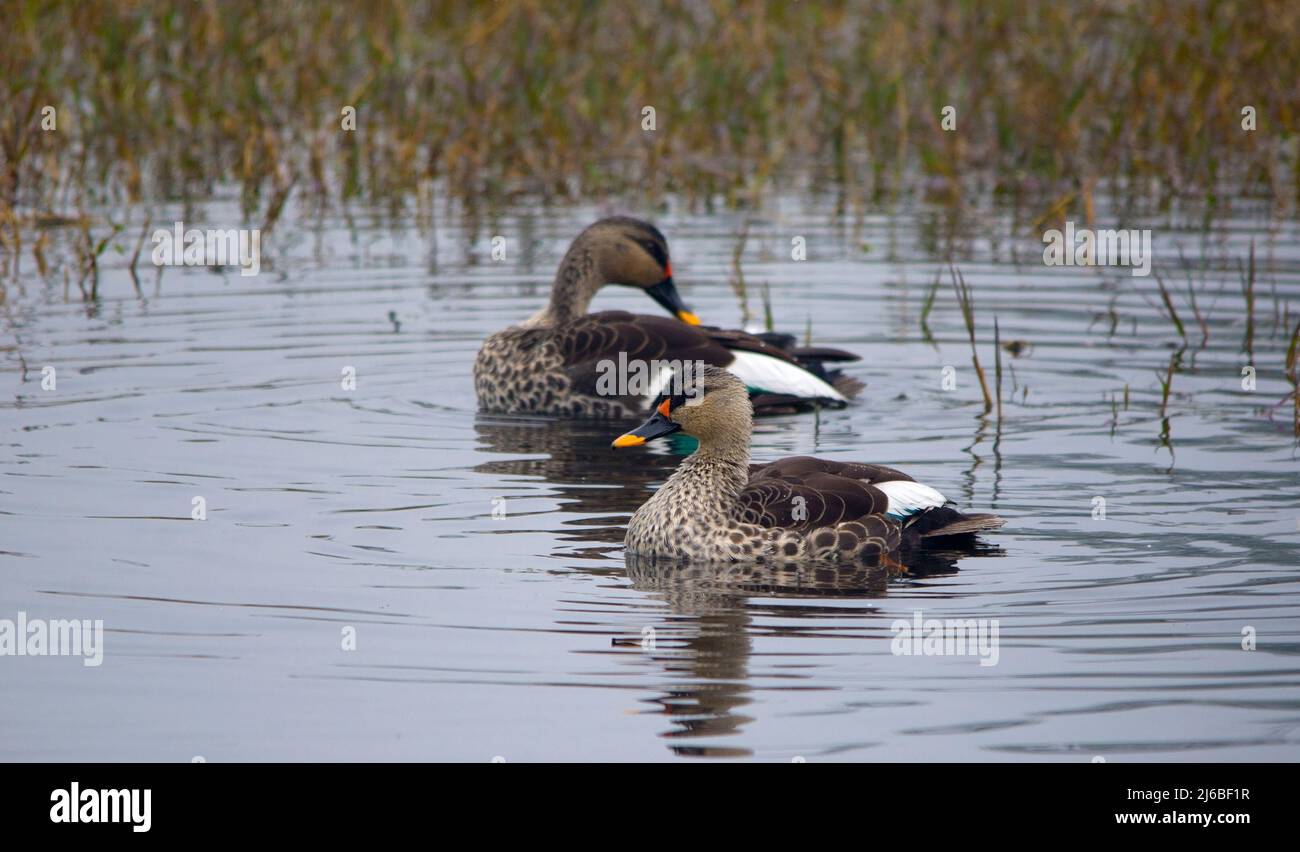 Spot Billed Duck pair in water Stock Photo - Alamy