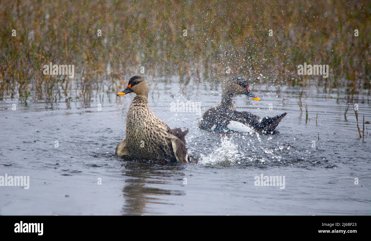 Spot Billed Duck pair splash Stock Photo - Alamy