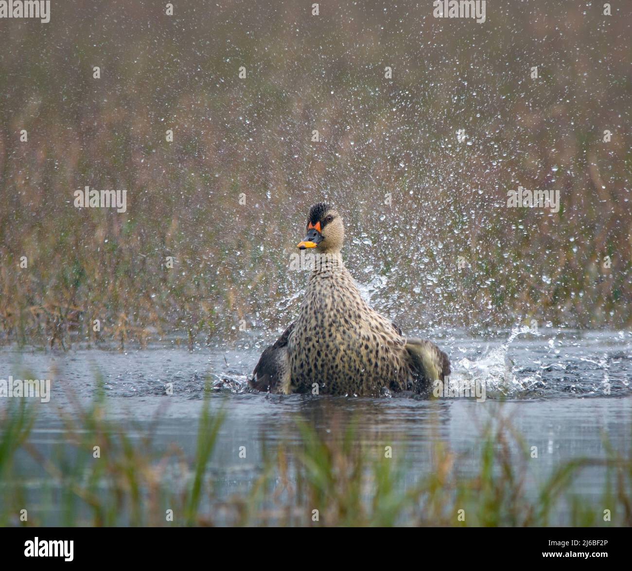 Duck splash hi-res stock photography and images - Alamy