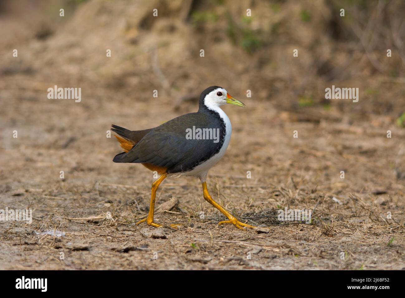 Waterhen on lake hi-res stock photography and images - Alamy