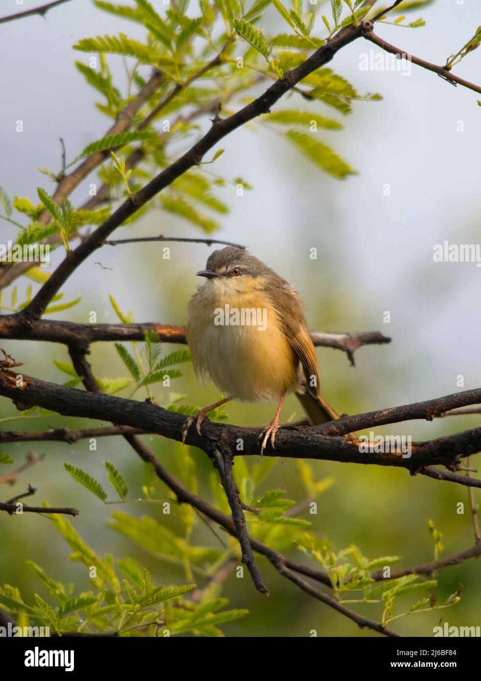 Indian ash tree hi-res stock photography and images - Alamy