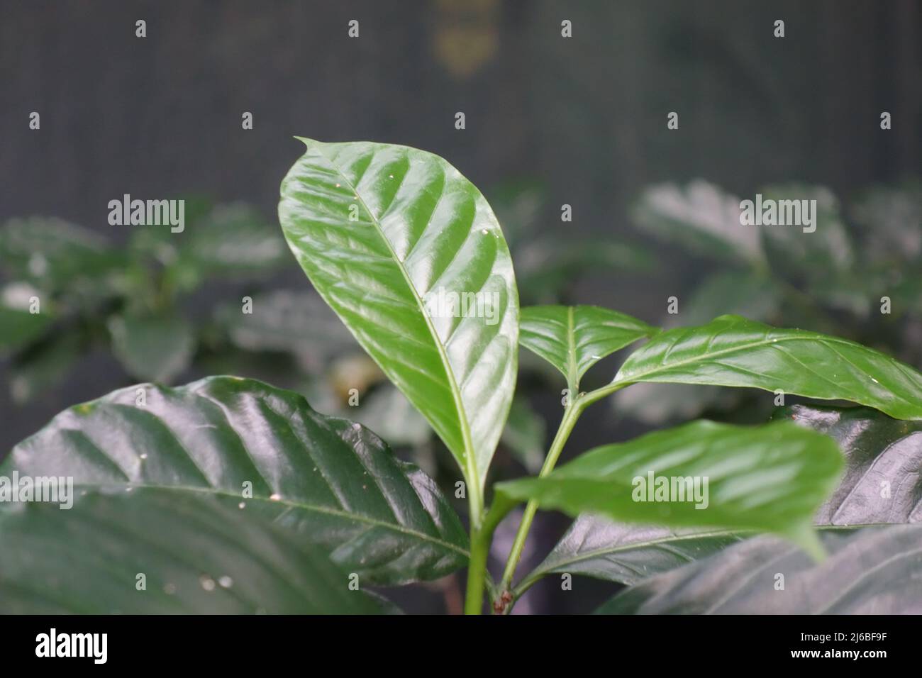 Leaves of a small coffee plant against a blurred background as a close ...