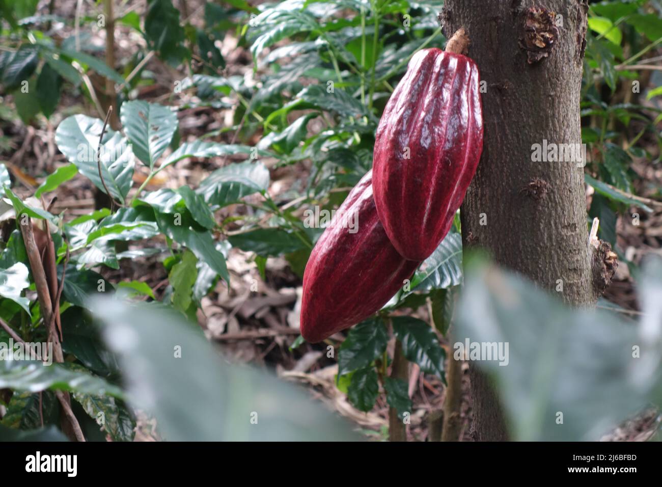 Two red cocoa beans on the tree Stock Photo - Alamy