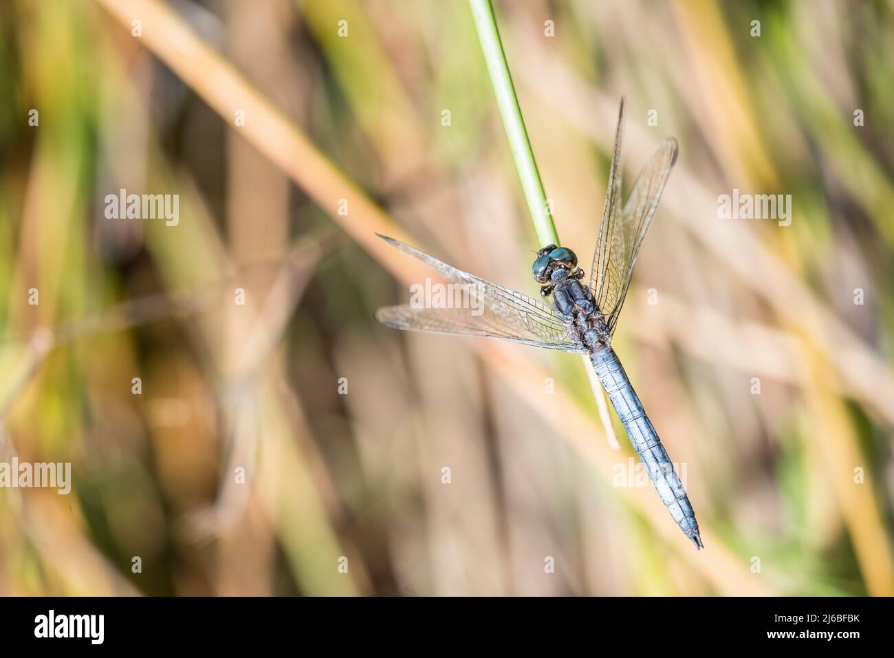 The keeled skimmer, Orthetrum coerulescens, is a species of dragonfly ...