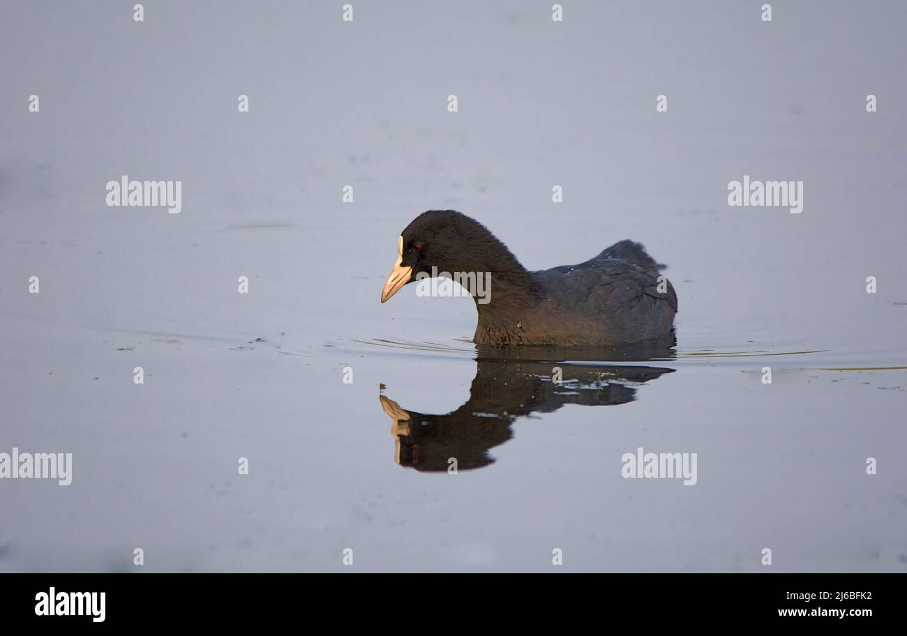 Eurasian Coot or Common Coot in pomd Stock Photo - Alamy