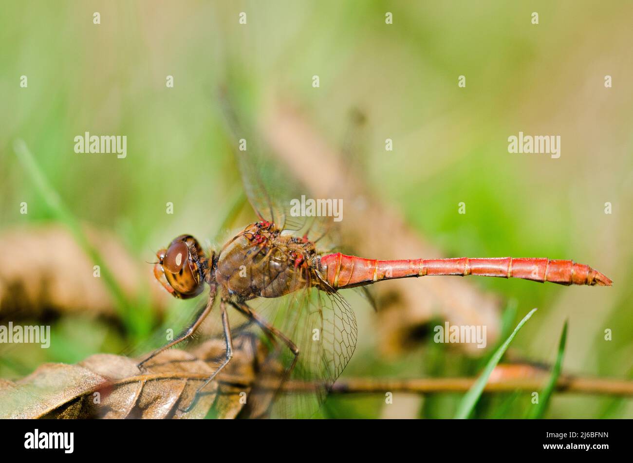 The Southern Darter (Sympetrum meridionale) is a species of dragonfly belonging to the Skimmer ...