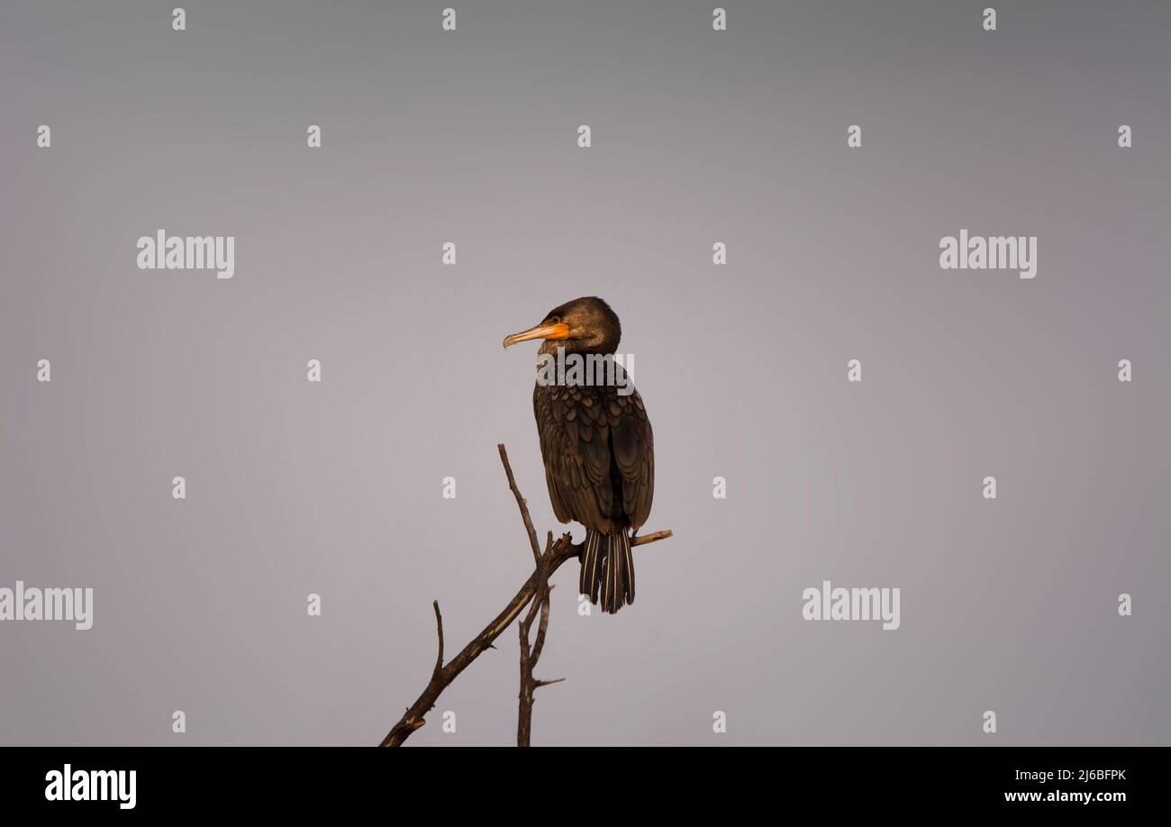 Indian shag hi-res stock photography and images - Alamy
