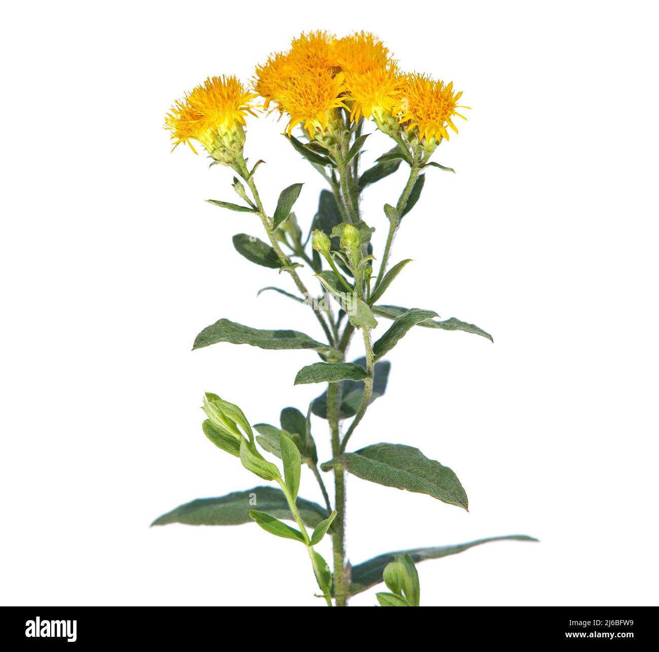 Yellow flower of German elecampane isolated on white. Inula Germanica ...