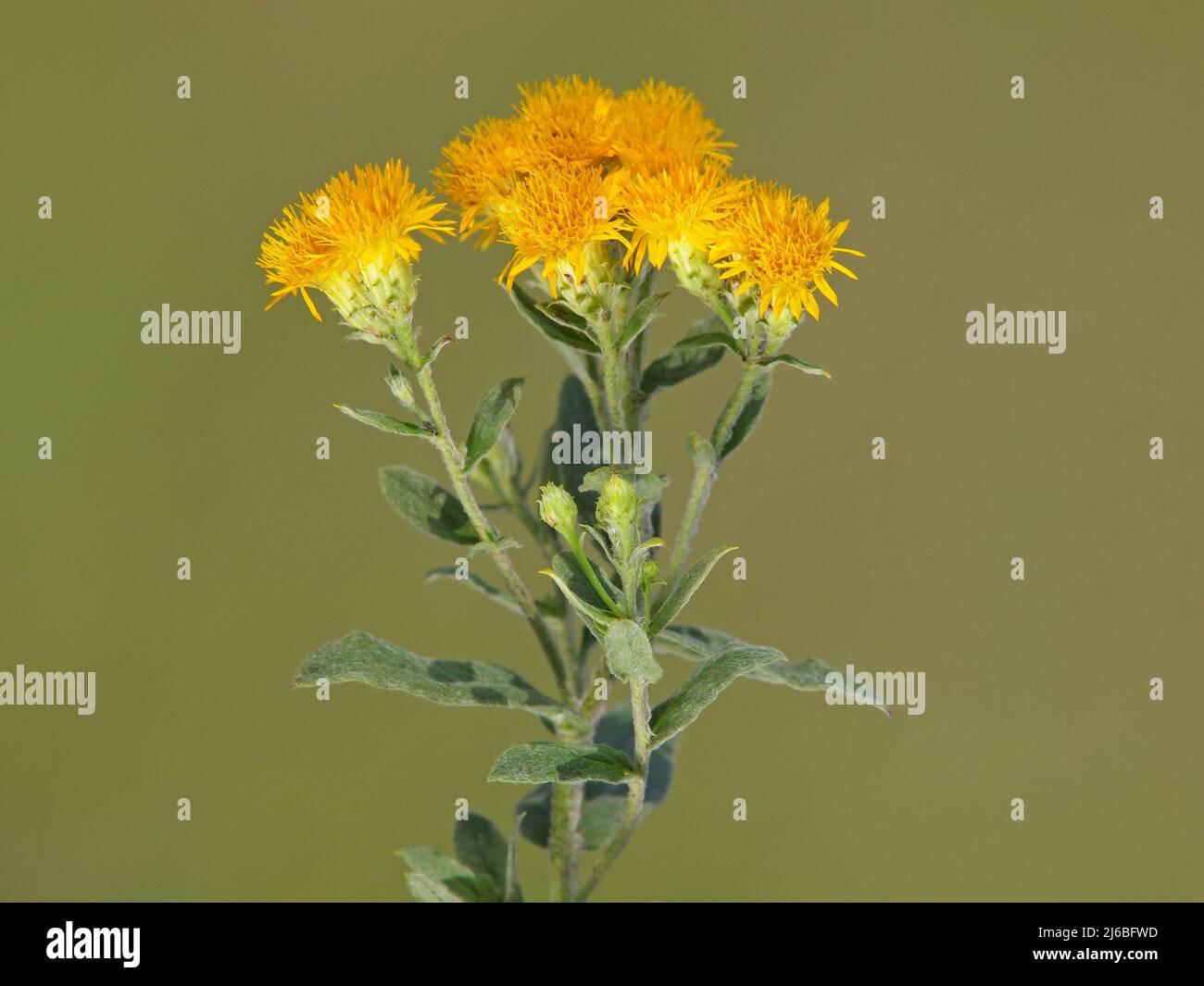 Yellow flower of German elecampane. Inula Germanica Stock Photo - Alamy